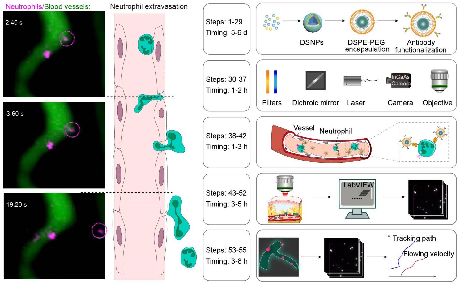 Noninvasive in vivo microscopy of single neutrophils in the mouse brain ...